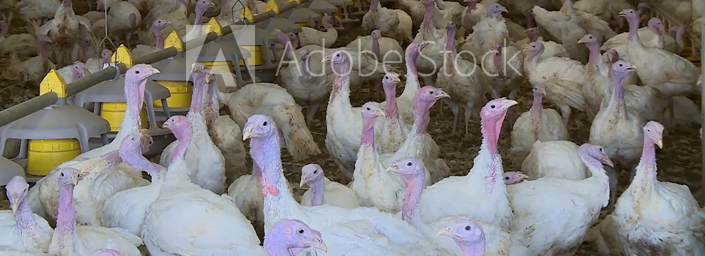Indyk - GRUPA AGROCENTRUM