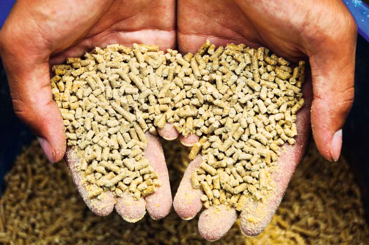 Żywienie i wprowadzanie loszek do stada - GRUPA AGROCENTRUM